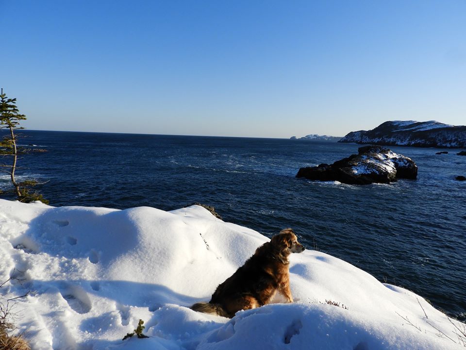 Newfoundland Dory - Newfoundland Labrador